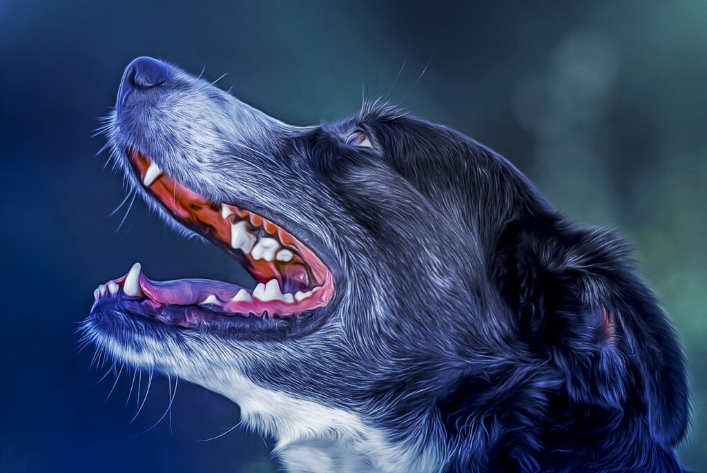 Epuliden Hund - Ursachen und was du dagegen tun kannst!