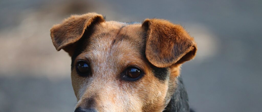 Thema: "Hund Ohr Pilz" - Alles was du wissen musst