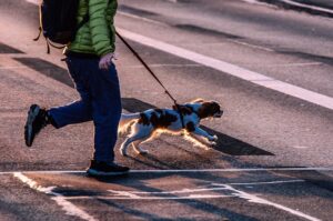 Epuliden Hund - Ursachen und was du dagegen tun kannst!